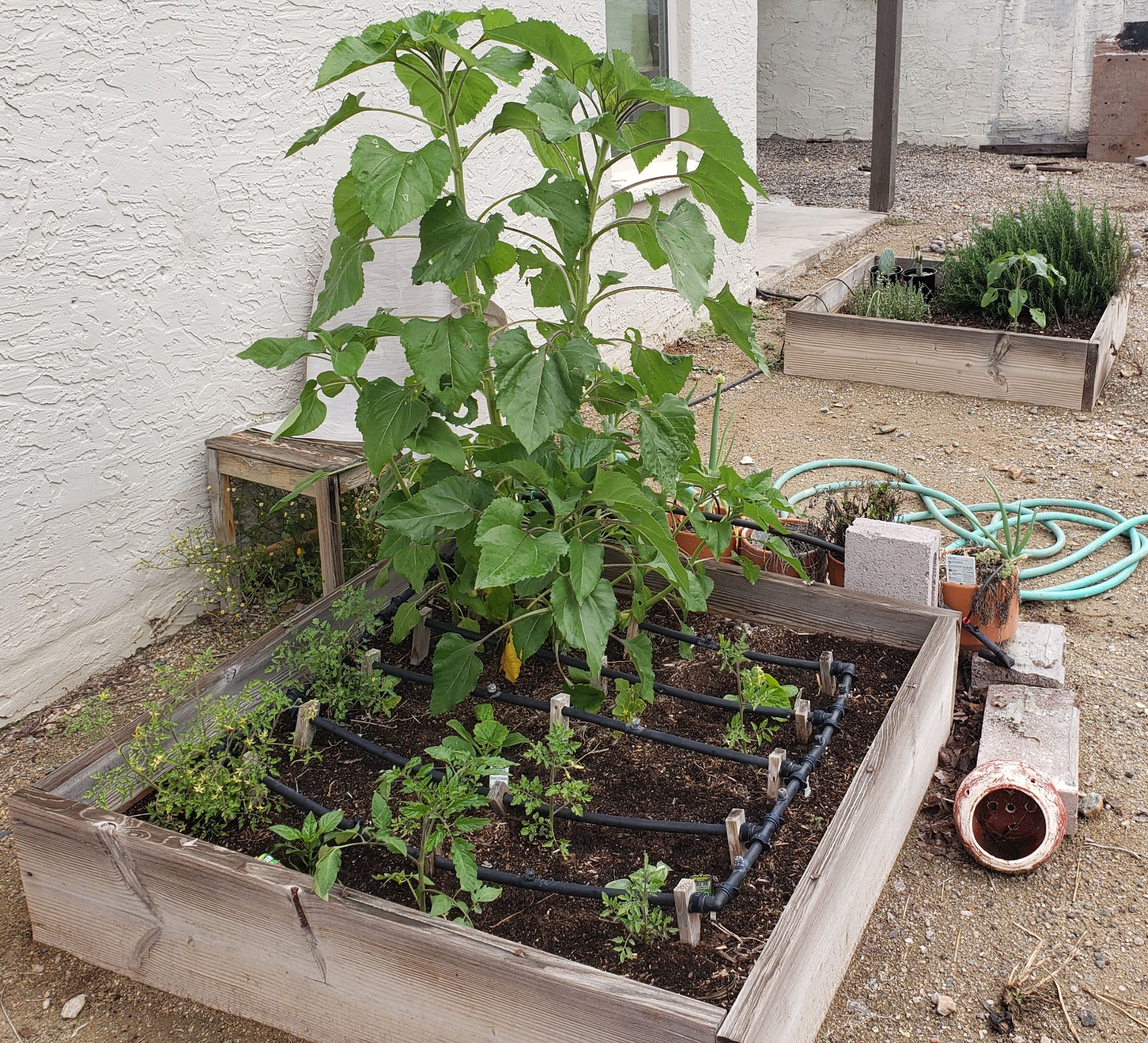 Square Foot Gardening - Phoenix Garden Tips